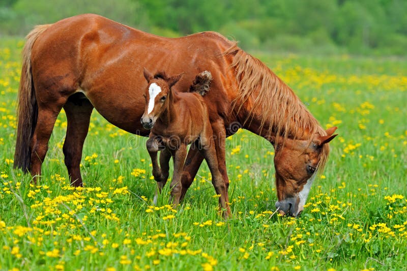 Horse stock image. Image of agriculture, animals, livestock - 35996931