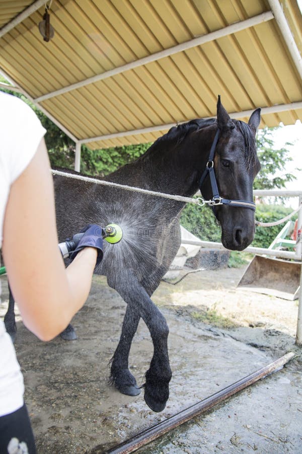 Horse Care. Horse Bath. a Woman Cleans a Horse Stock Image - Image of ...