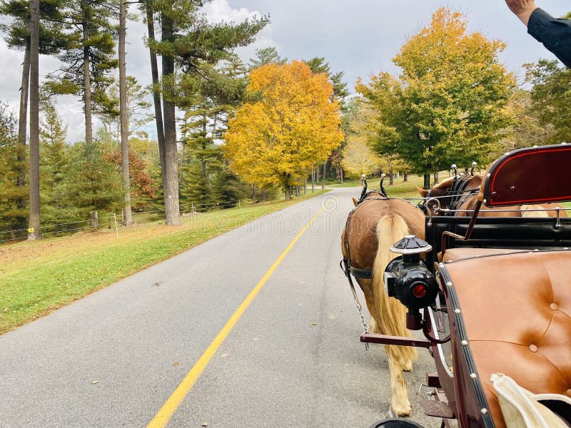 Horse & Carriage Ride Biltmore Grounds Stock Photo - Image of hotel ...