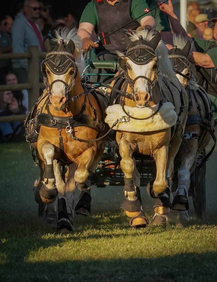 Horse Carriage Ride stock image. Image of pulling, scenic - 280159241