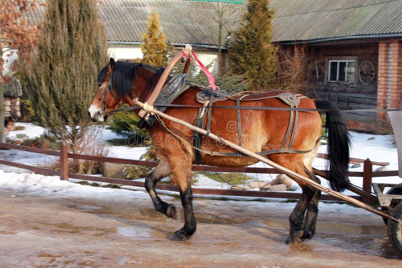 Horse and carriage stock photo. Image of agriculture - 50530398