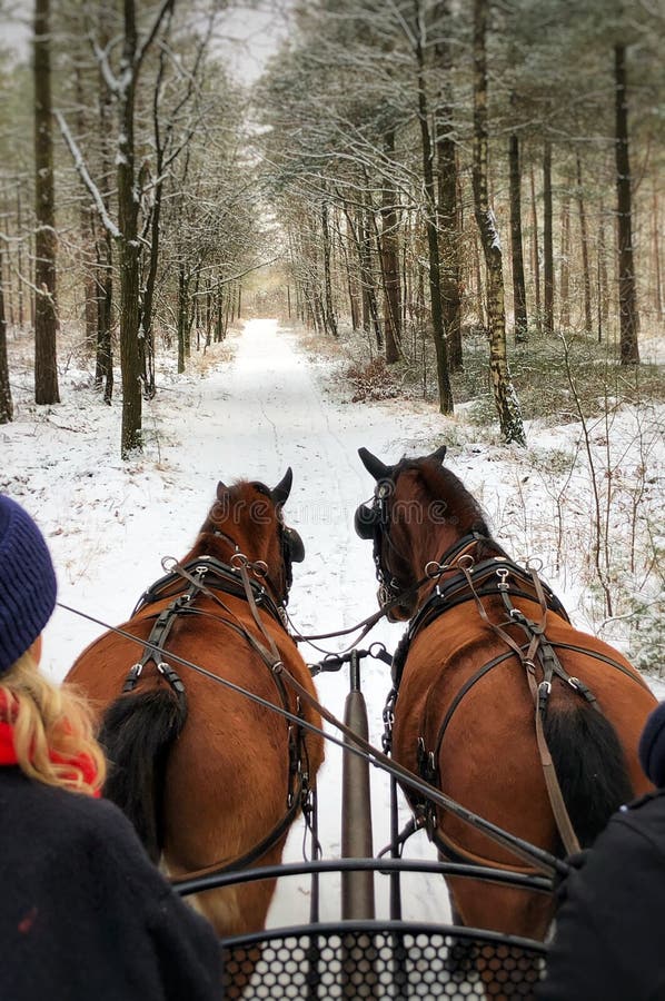 Horse carriage winter stock photo. Image of forest, horse - 137417490