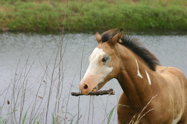 4,431 Bank Stick Stock Photos - Free & Royalty-Free Stock Photos from ...