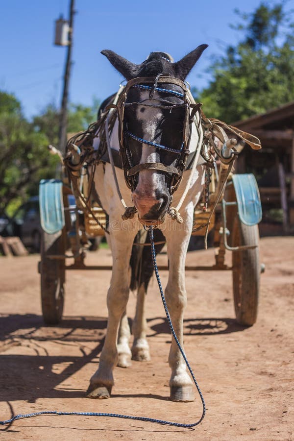 Horse Cart in Brazil stock image. Image of animal, transportation ...