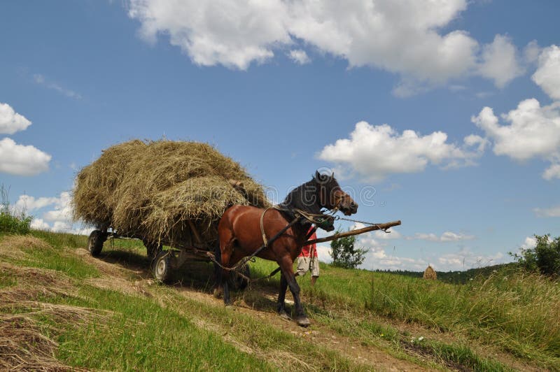 Horse with a Cart Loaded Hay. Stock Photo - Image of nature, meadow ...