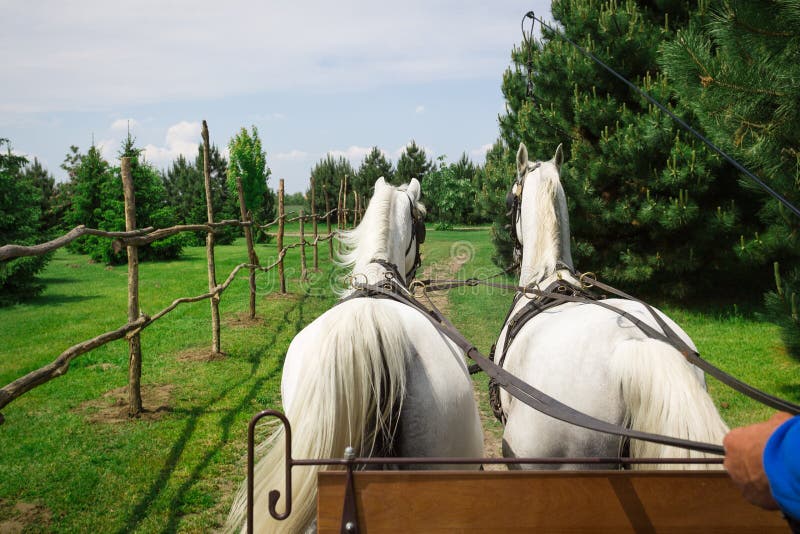 Horse and cart ride stock image. Image of coach, spain - 71899311