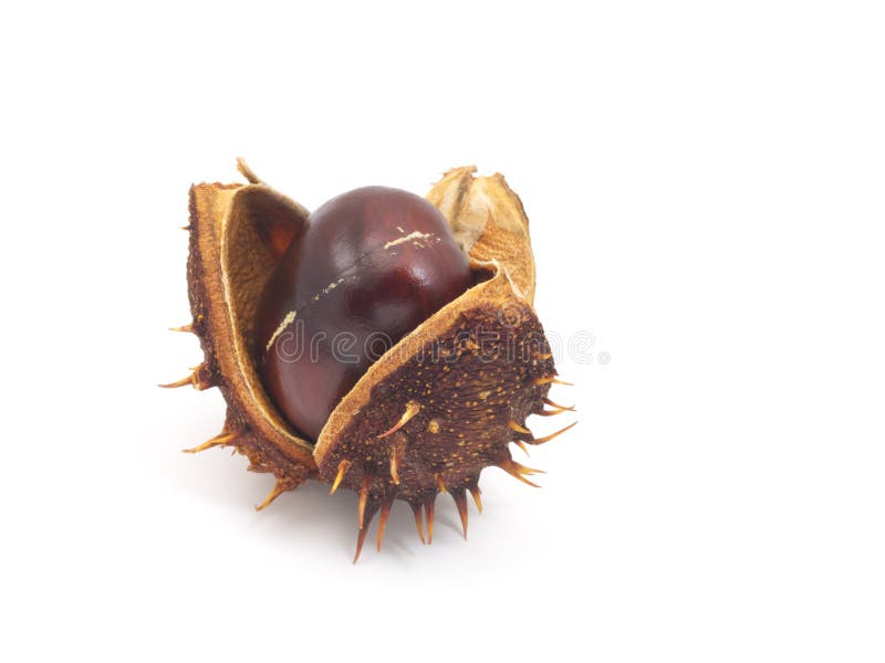 Horse Chestnut stock photo. Image of horse, concer, shell - 21493292