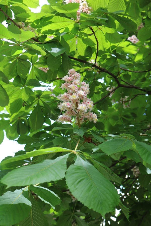 Horse Chestnut, Acorn, Esculus Aesculus Stock Image - Image of horned ...