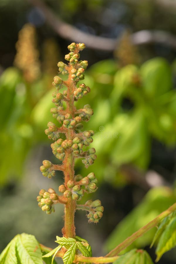 Horse Chestnut Aesculus Buds Stock Photo - Image of closeup, floral ...