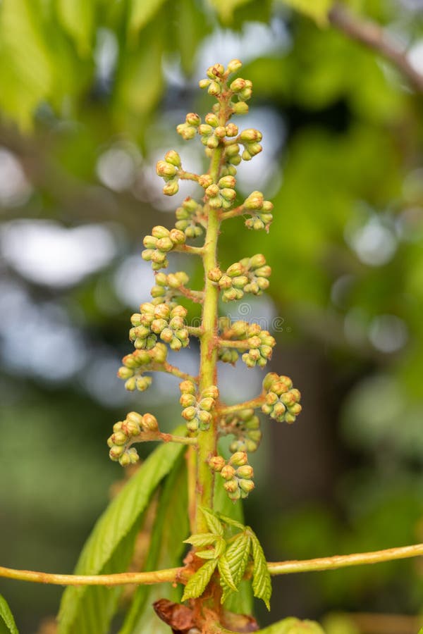 Horse Chestnut Aesculus Buds Stock Image - Image of outdoors, closeup ...