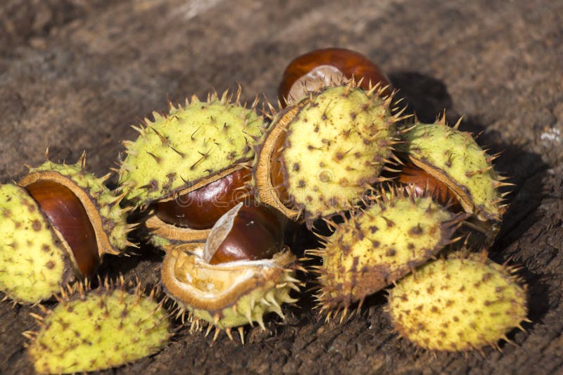 Horse Chestnut (Aesculus Hippocastanum Stock Photo - Image of horse ...