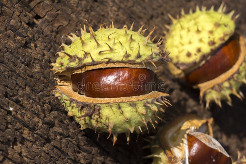 Horse Chestnut (Aesculus Hippocastanum Stock Photo - Image of nature ...