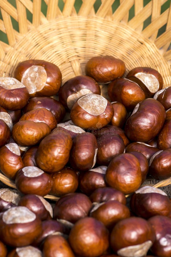 Horse Chestnut (Aesculus Hippocastanum Stock Photo - Image of ...