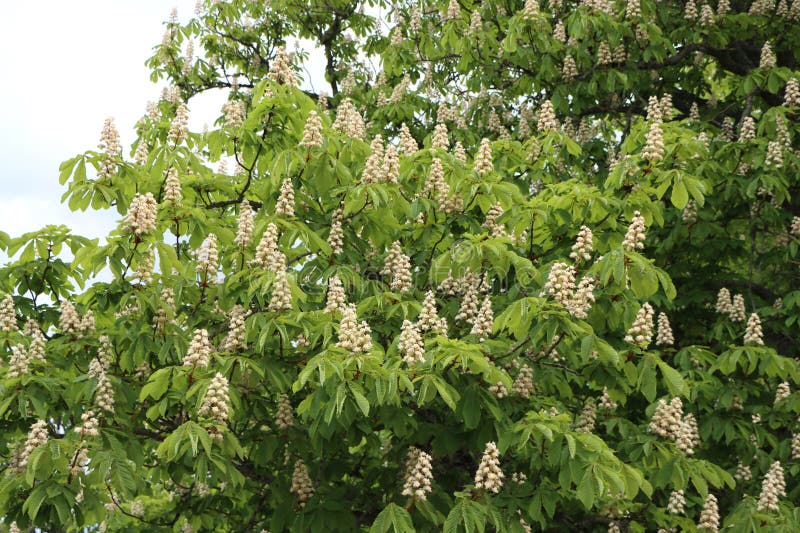Horse Chestnut (Aesculus Hippocastanum) Stock Image - Image of aesculus ...