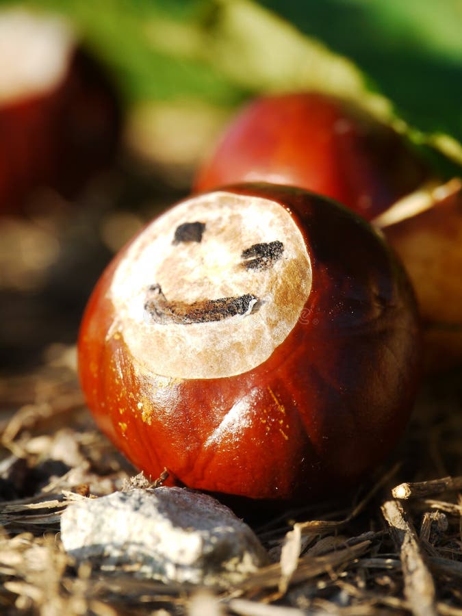 Horse Chestnut Autumn Fall Smiley Stock Photo - Image of seed, seasonal ...