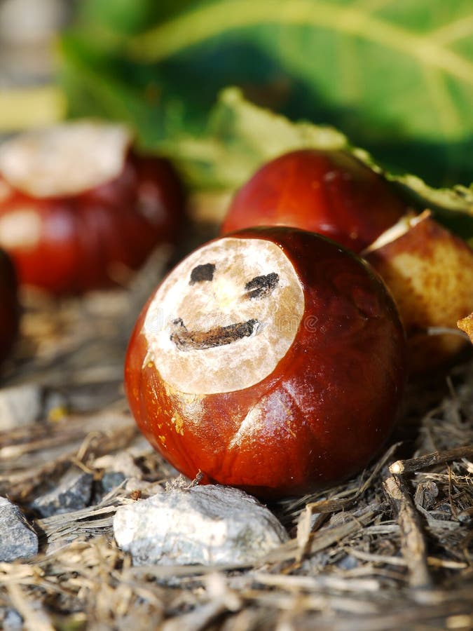 Horse Chestnut Autumn Fall Smiley Stock Image - Image of smile, botanic ...