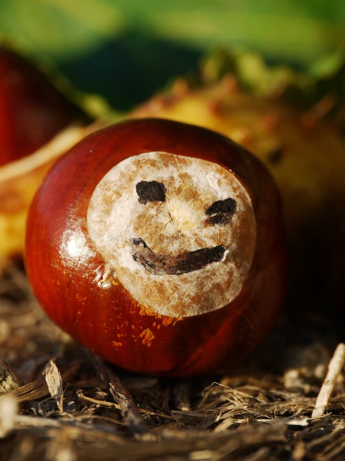 Horse Chestnut Autumn Fall Smiley Stock Photo - Image of october, brown ...