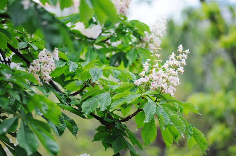 Horse chestnut in bloom. stock image. Image of chestnut - 26145989