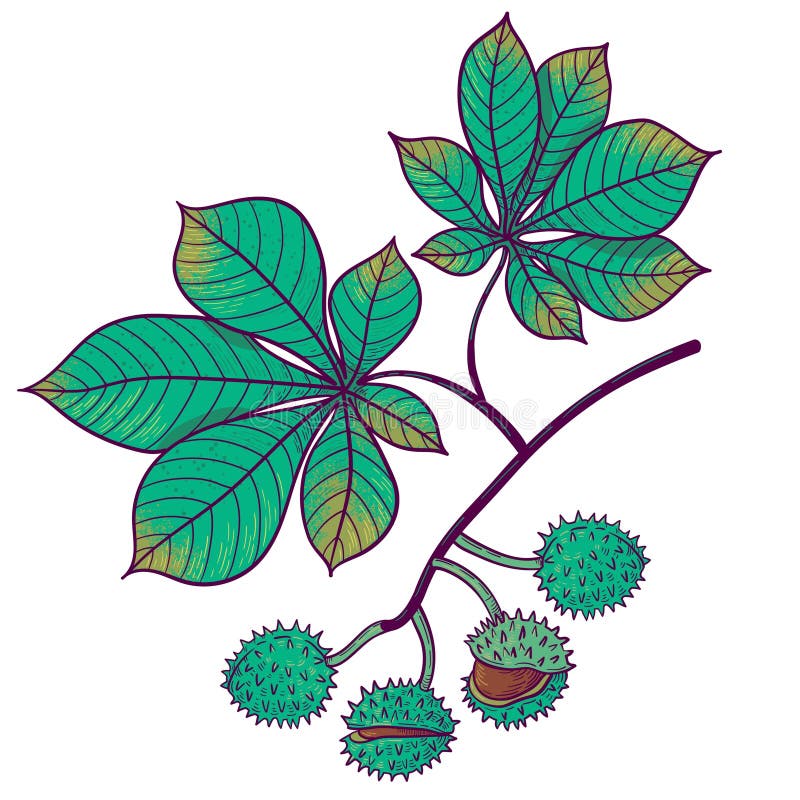 Whole Chestnut Tree Drawing Stock Illustrations – 10 Whole Chestnut ...