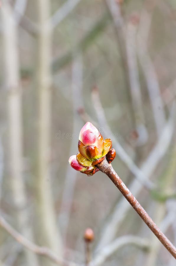 Horse Chestnut Bud (Aesculus Hippocastanum Stock Photo - Image of ...