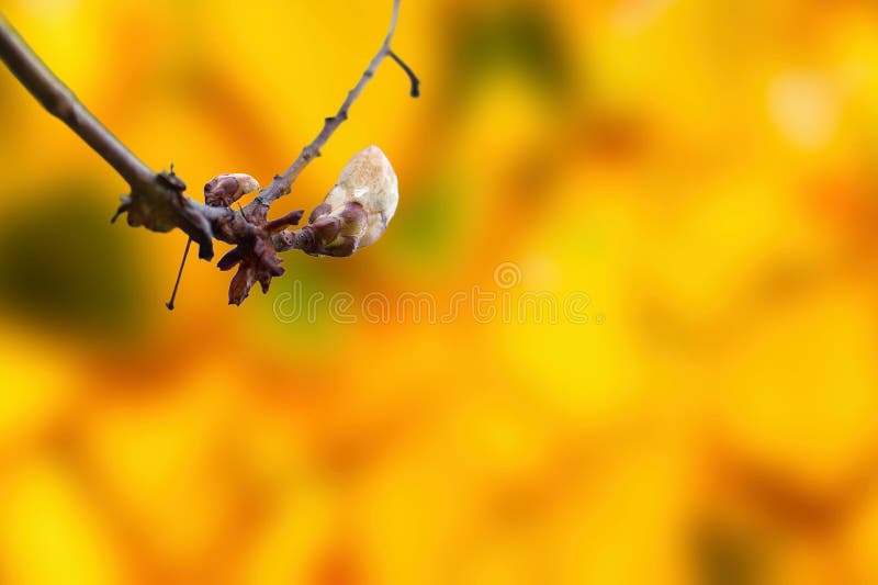 Horse Chestnut, Bud, Plant, Tree, Spring, Nature, Botany, Shape Stock ...