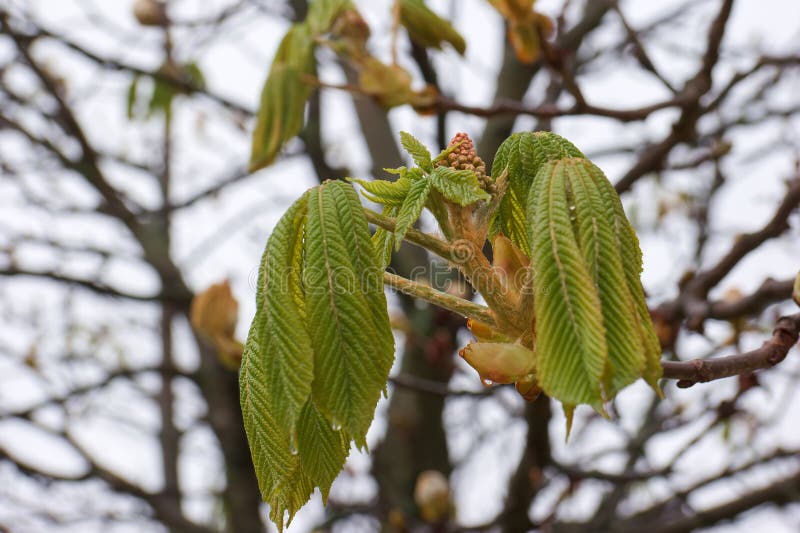 Horse Chestnut Bud Plant Tree Spring Nature Botany Shape Stock Photos ...