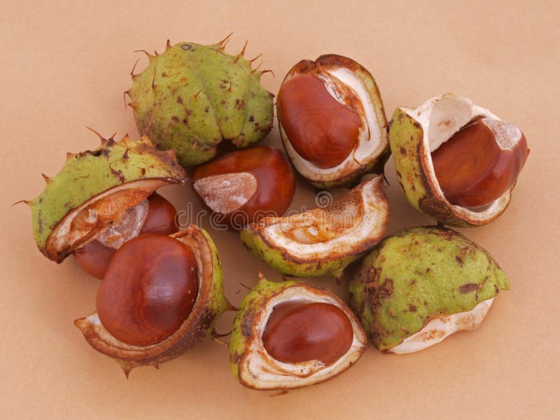 Horse chestnut, Conker. stock image. Image of close, shot - 16322739