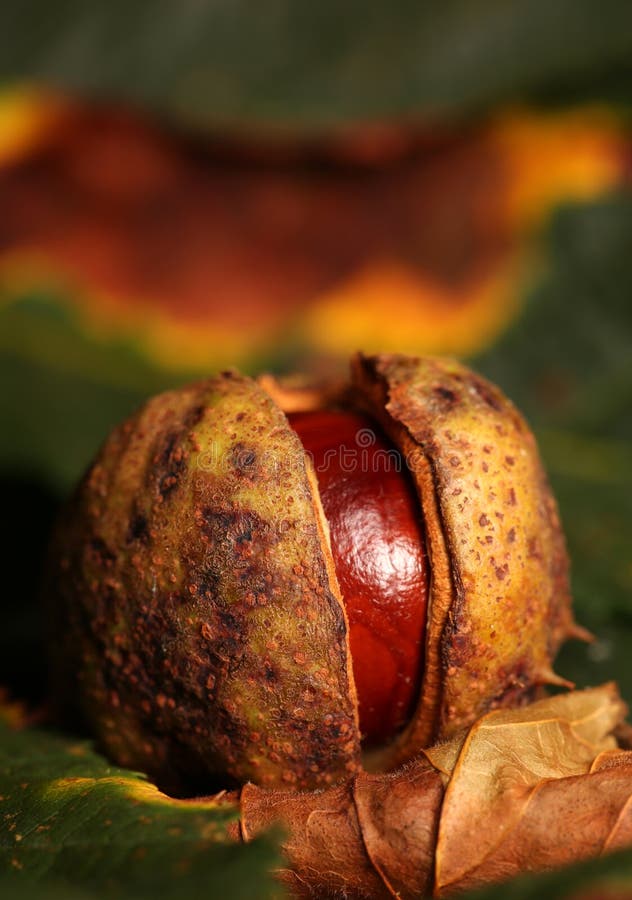 Horse chestnut conker stock image. Image of seed, chestnut - 59085913