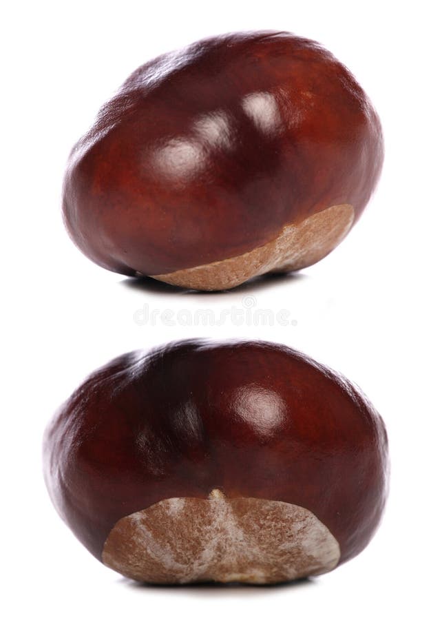 Horse-chestnut conkers stock image. Image of ingredient - 16281117