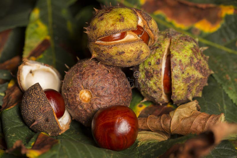 Horse chestnut conkers stock image. Image of close, autumn - 59085869
