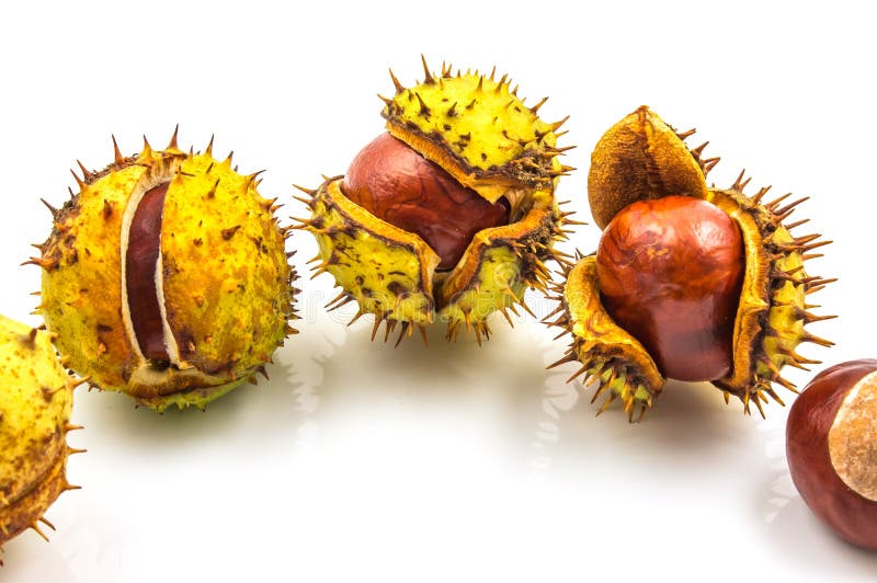 Acorns, Conkers, Horse Chestnut Cases and Beechnuts Stock Image - Image ...
