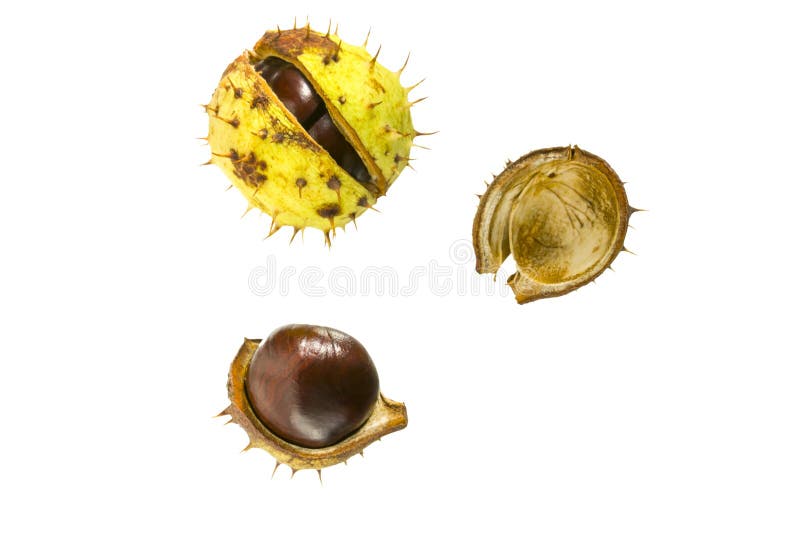 Horse chestnut kernel stock photo. Image of rind, buckeye - 101679824