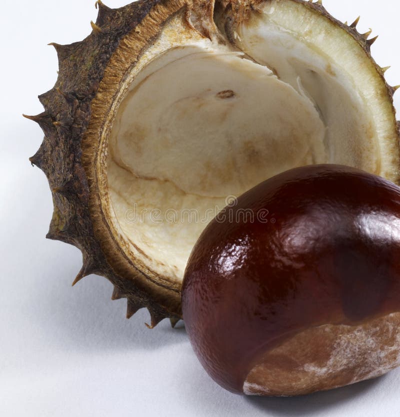 Horse chestnut stock photo. Image of cycle, plant, evolution - 36647380