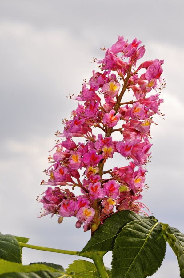Horse Chestnut Pink in the Park in Spring Stock Image - Image of ...