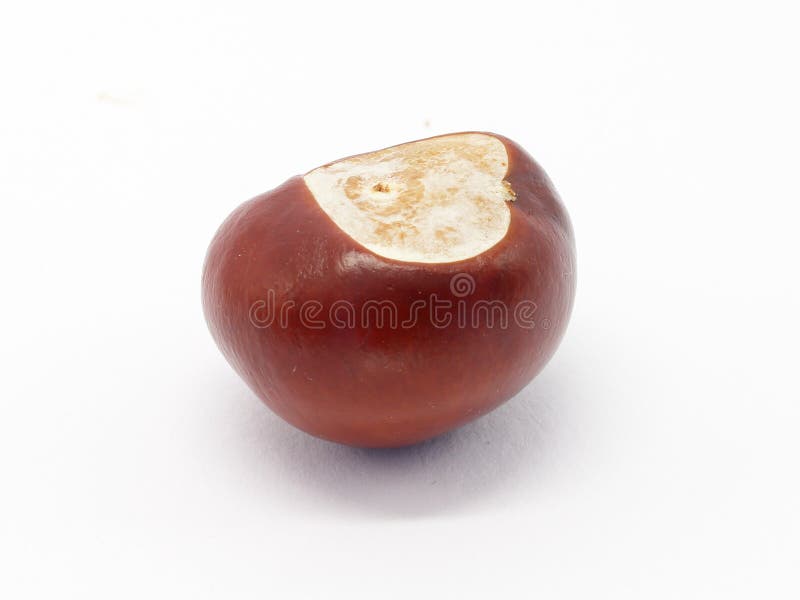 Horse Chestnut Seed with Peel Stock Photo - Image of chestnut, thorn ...