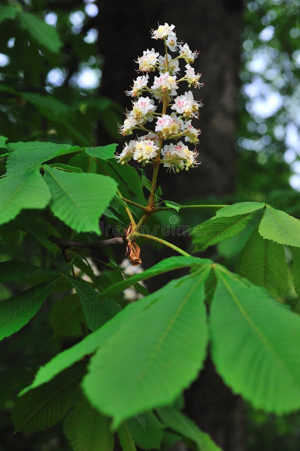 Horse chestnut tree stock image. Image of chestnut, horse - 26867529