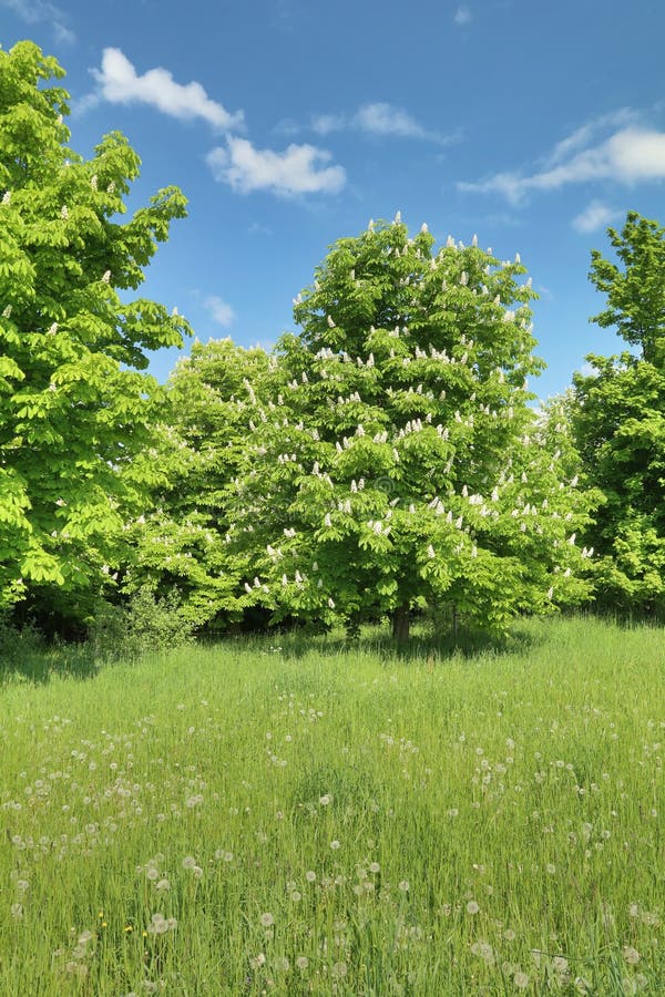 Horse Chestnut Tree Aesculus Hippocastanum in Blossom Stock Image ...