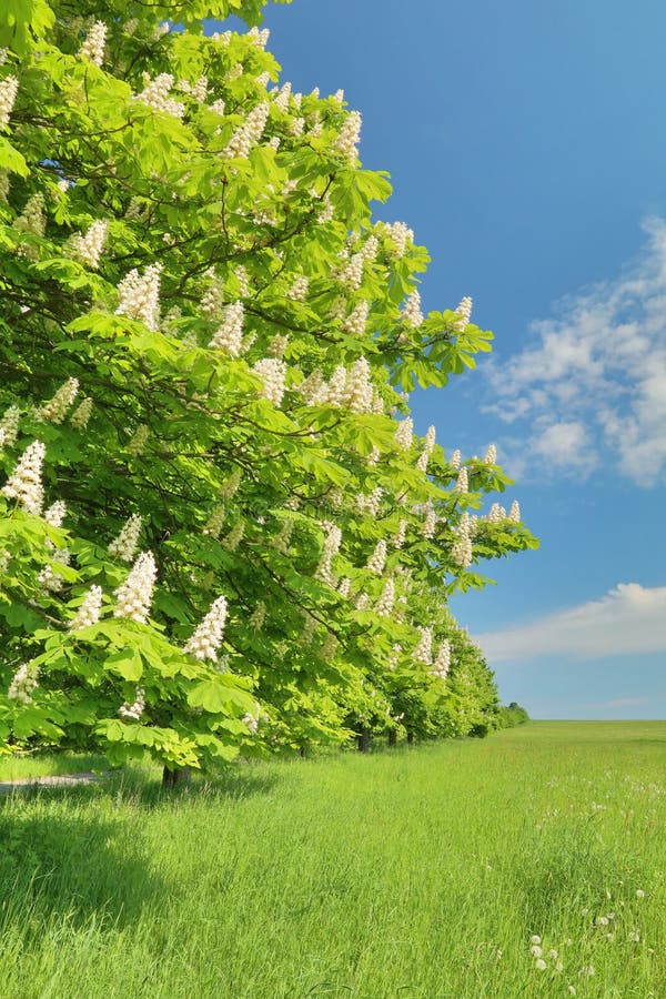 Horse Chestnut Tree Aesculus Hippocastanum in Blossom Stock Photo ...