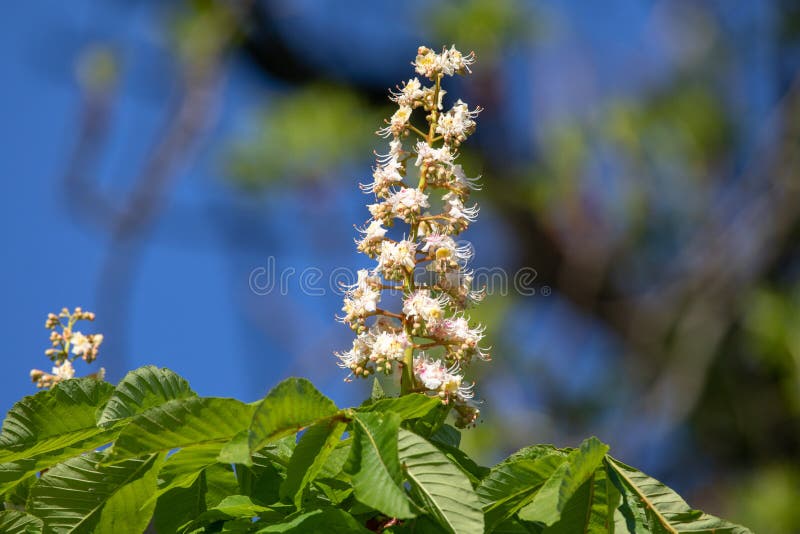 Elegant Horse Chestnut Tree Design Stock Photos - Free & Royalty-Free ...