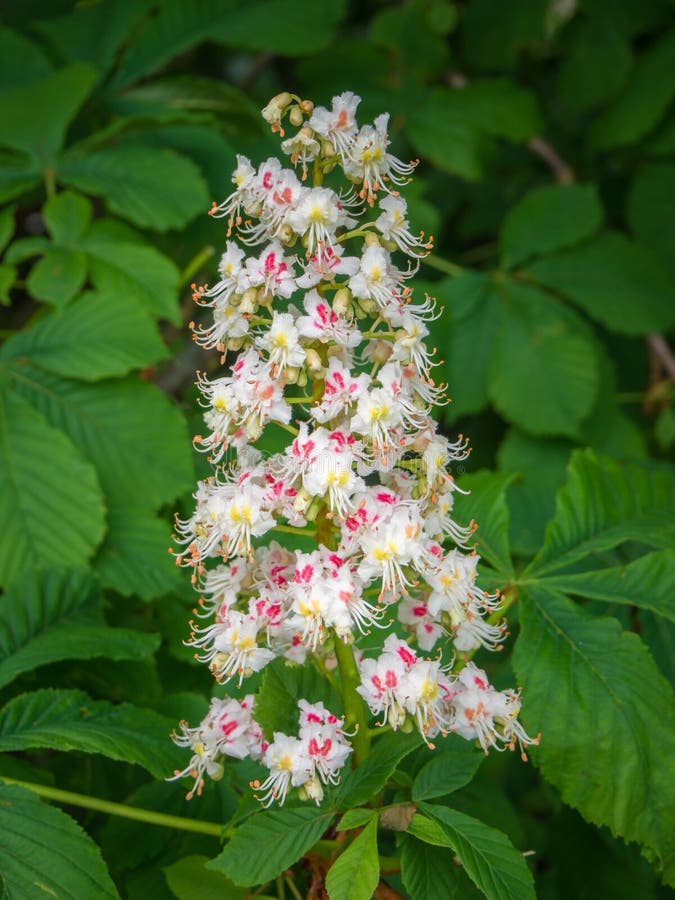 A Horse Chestnut Tree in Blossom Stock Image - Image of closeup ...