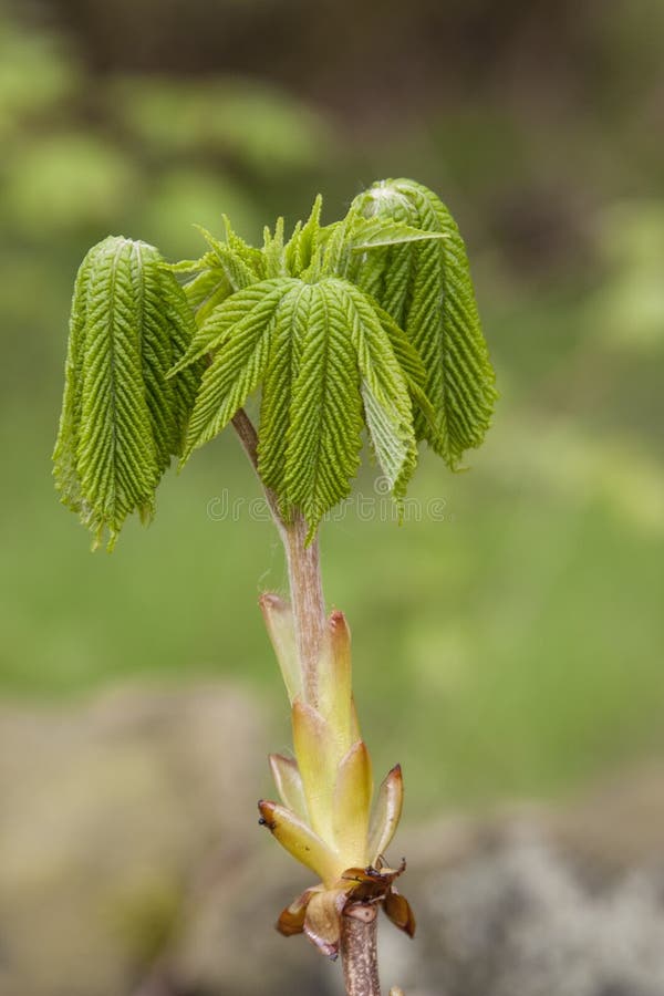 Horse Chestnut Tree Leaves Emerging in Spring Stock Photo - Image of ...