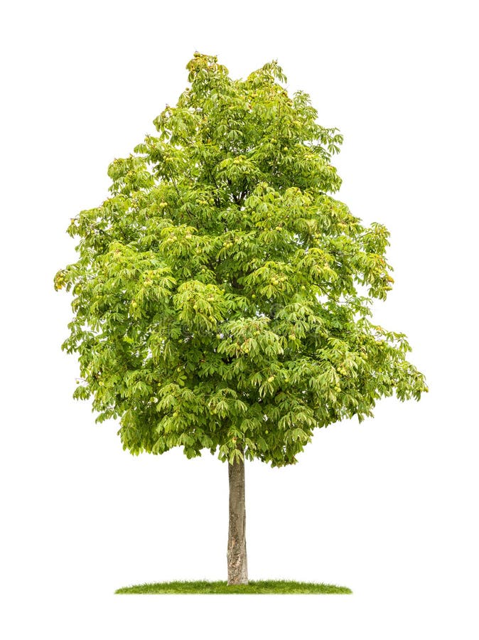 Horse Chestnut Tree on a White Background Stock Image - Image of ...
