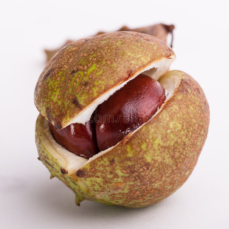 127 Spiky Nut Shells Stock Photos - Free & Royalty-Free Stock Photos ...