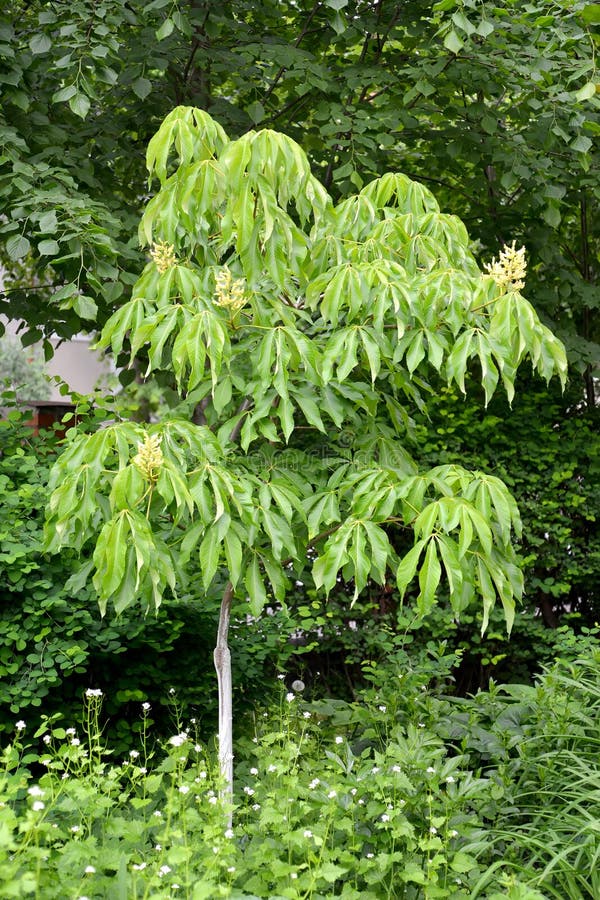 Horse Chestnut Yellow Aesculus Flava Sol. Stock Image - Image of leaves ...