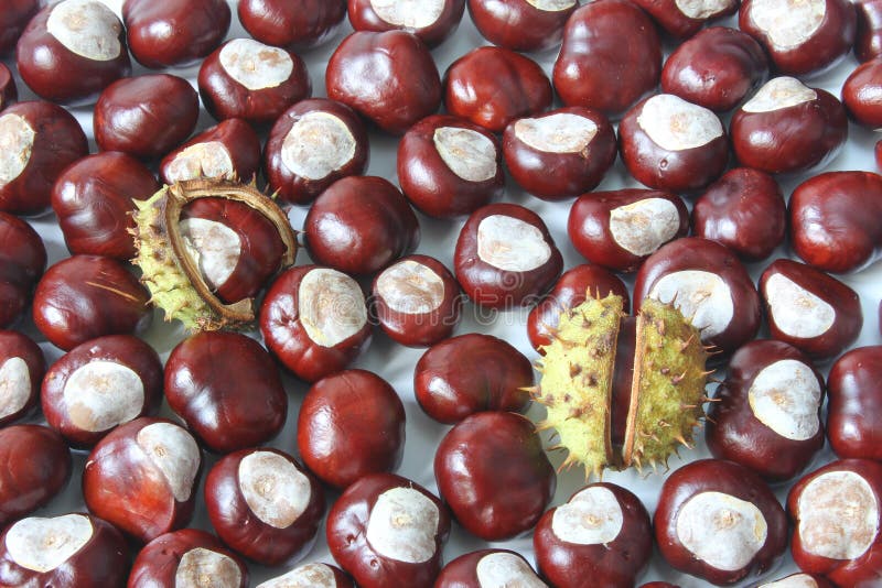 Horse Chestnuts - Aesculus-hippocastanum Stock Photo - Image of ...