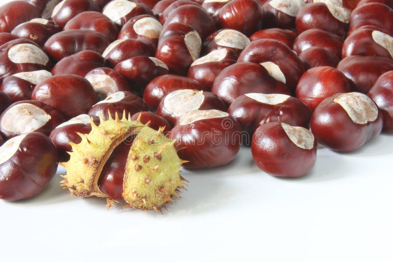 Horse Chestnuts - Aesculus-hippocastanum Stock Photo - Image of ...