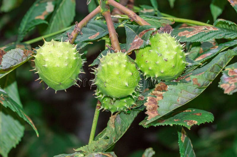 Horse Chestnuts in Green Shells on the Tree Stock Image - Image of ...