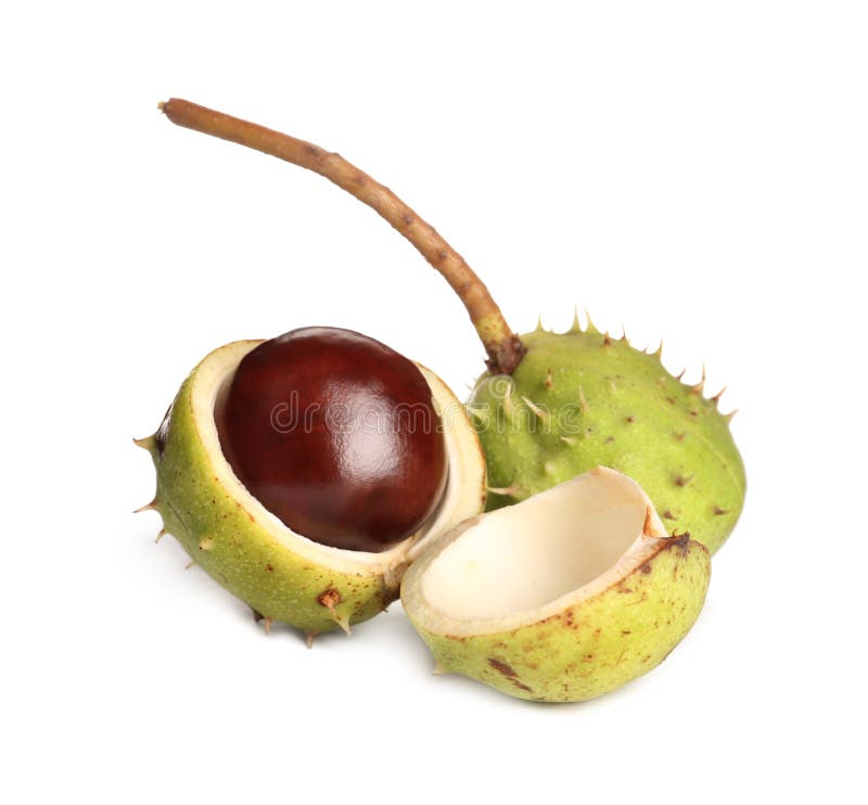 201 Chestnut Pods Stock Photos - Free & Royalty-Free Stock Photos from ...