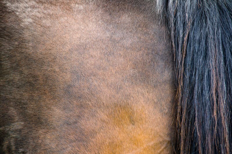 Horse coat texture stock photo. Image of fell, texture - 40636214
