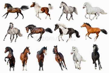 Horse collection isolated stock image. Image of domestic - 92867941